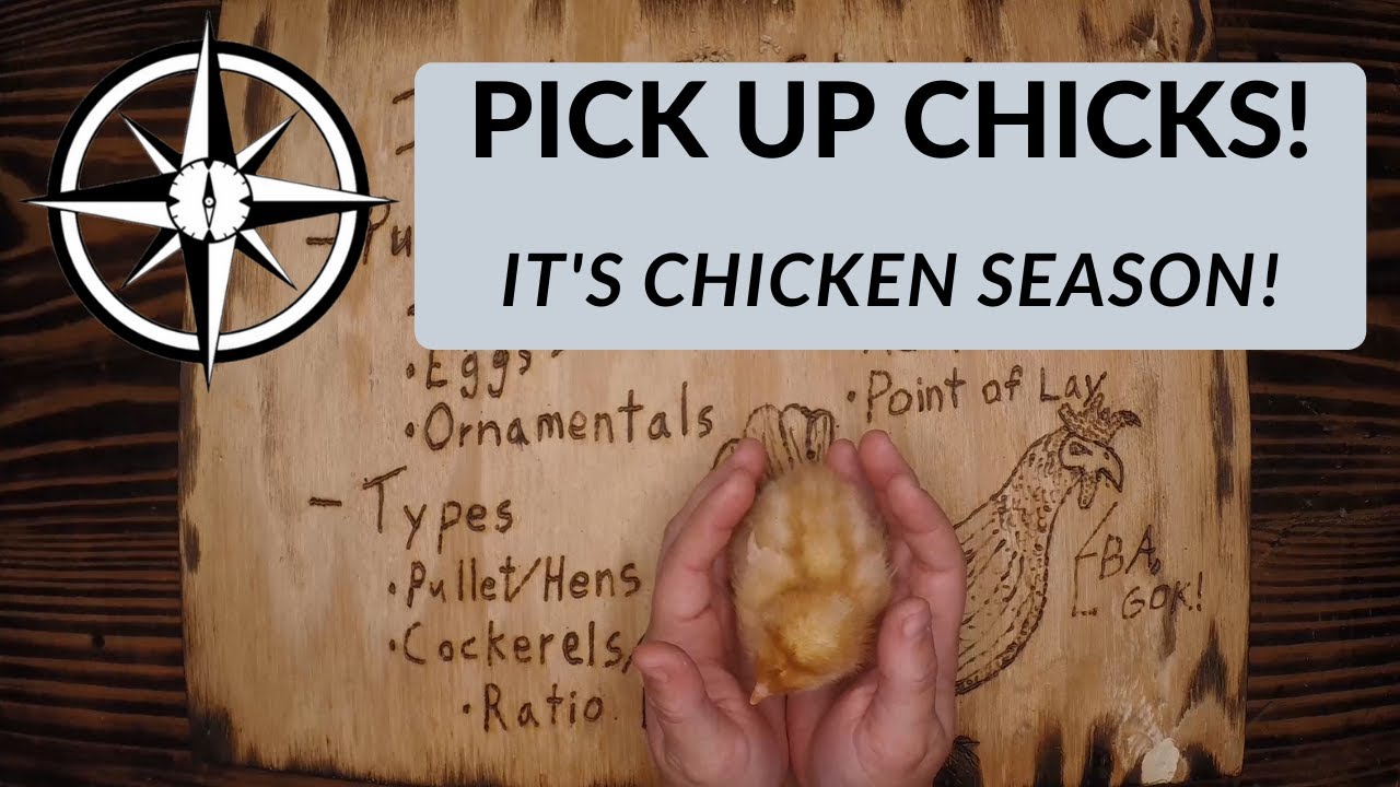 Intro To Chickens - YouTube