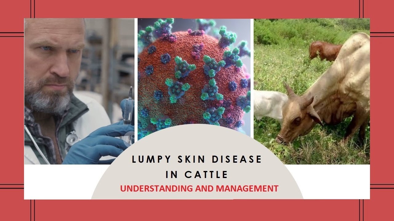 Understanding and Managing Lumpy Skin Disease in Cattle: Symptoms ...