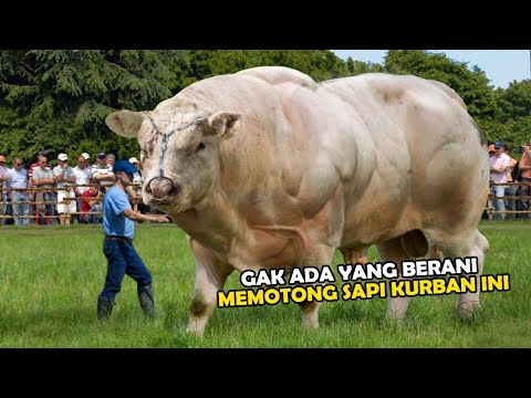 Gak Main-main!!! Inilah 9 Sapi Terbesar di Dunia