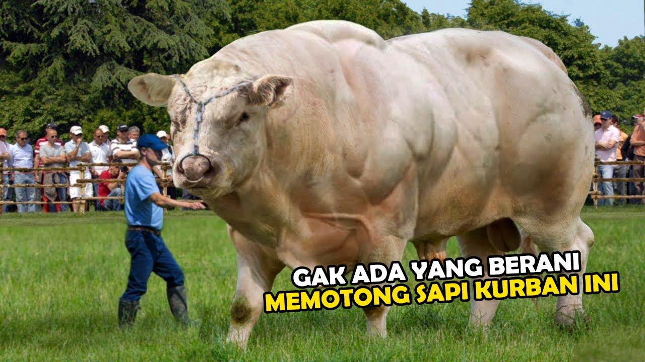 Gak Main-main!!! Inilah 9 Sapi Terbesar di Dunia - YouTube
