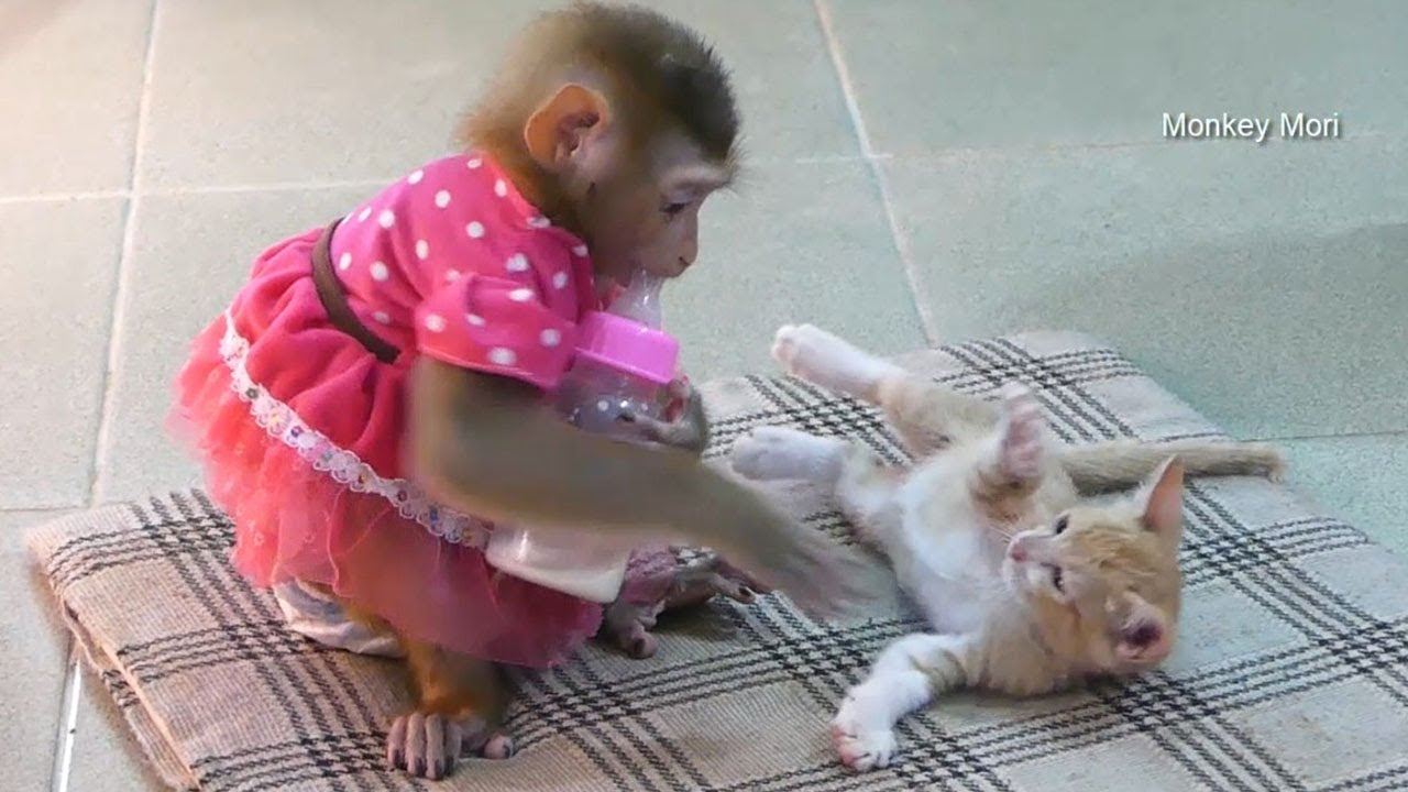 Baby Monkey Mori Very Happy To Meet Poor Orphan Kitten Cat - YouTube