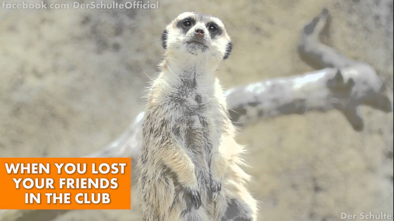 When You Lost Your Friends In The Club (Funny Meerkat) - YouTube