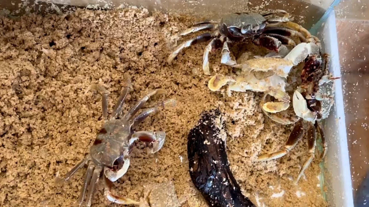 FEEDING My PET Ghost Crab Live CRABS | Ghost crab VS moon crab - YouTube