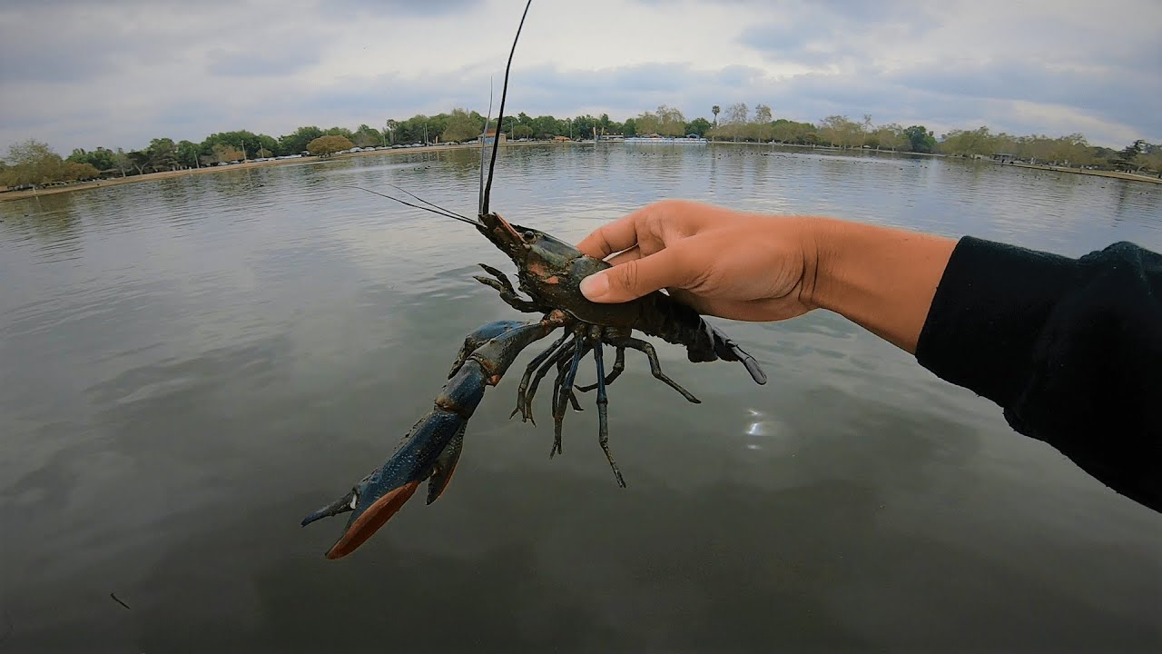 CATCHING MULTIPLE SPECIES | Lake Balboa Freshwater Fishing - YouTube