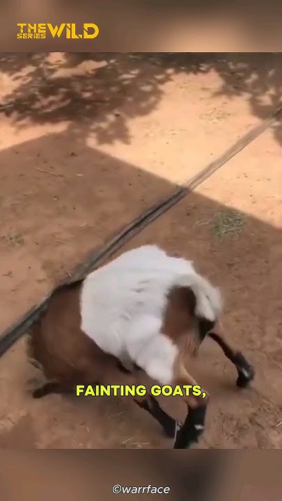 Do you know! Why do Fainting Goats Faint? #shorts - YouTube