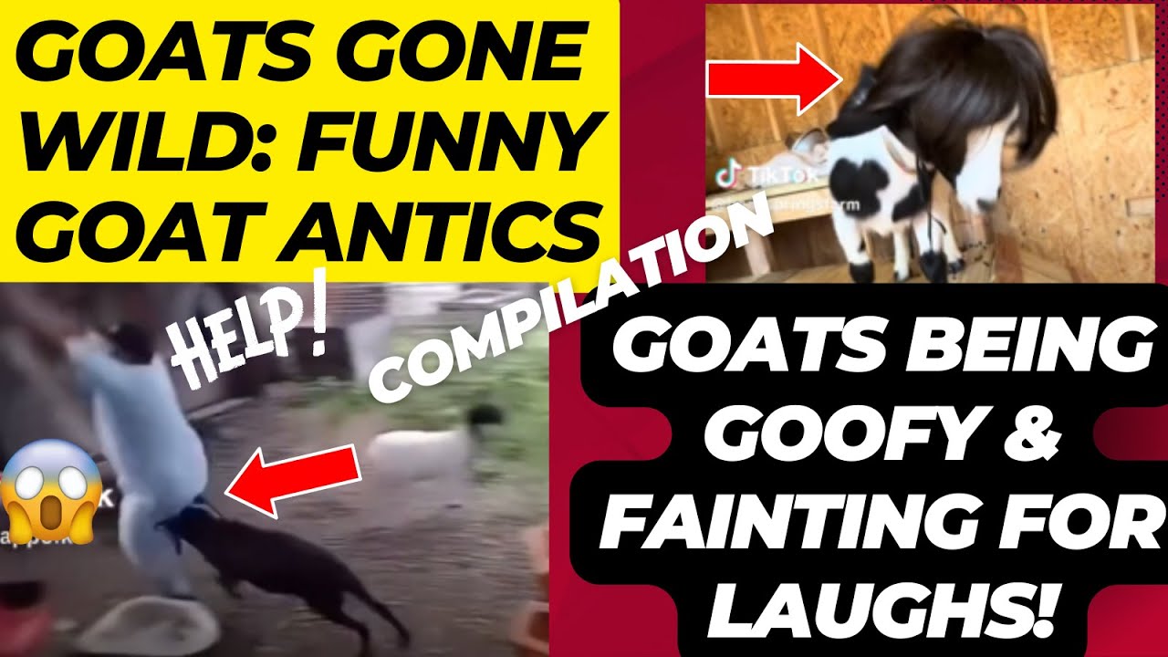 Goats Gone WILD! Goats Being GOOFY and Too FUNNY! Goat ANTICS and ...