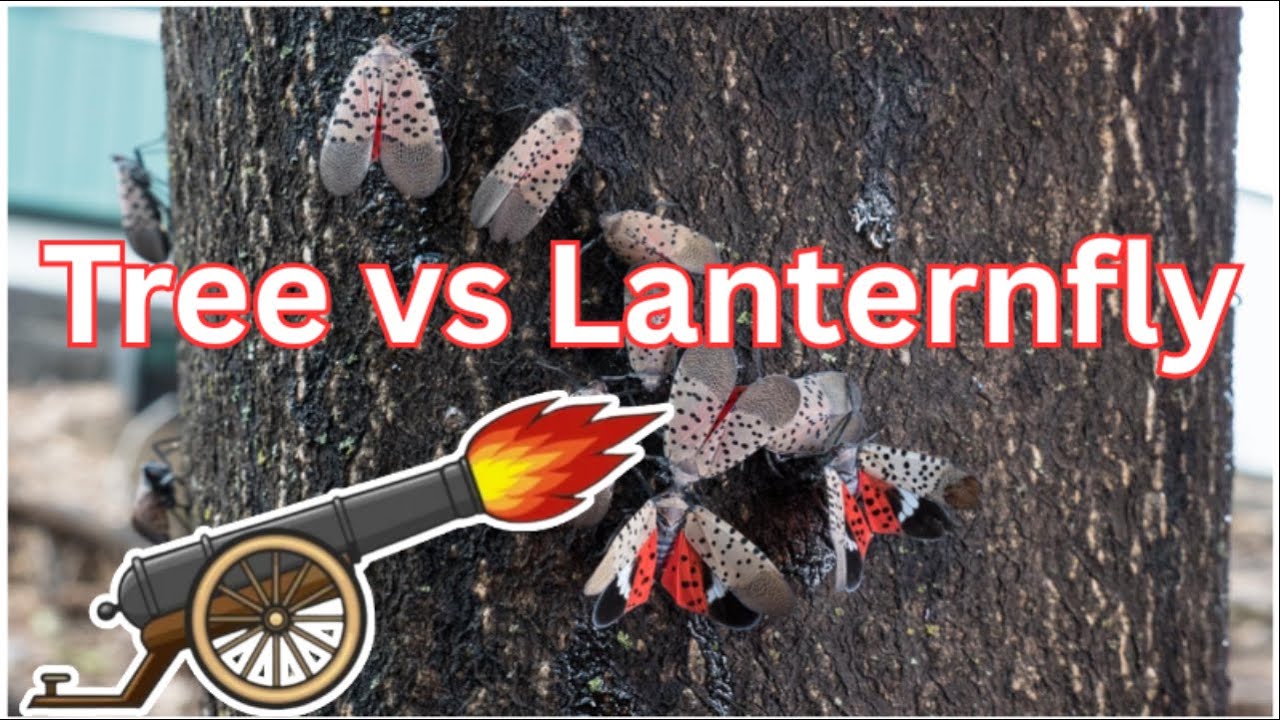 How to k!ll spotted lantern fly on birch trees. Lifecycle going into ...