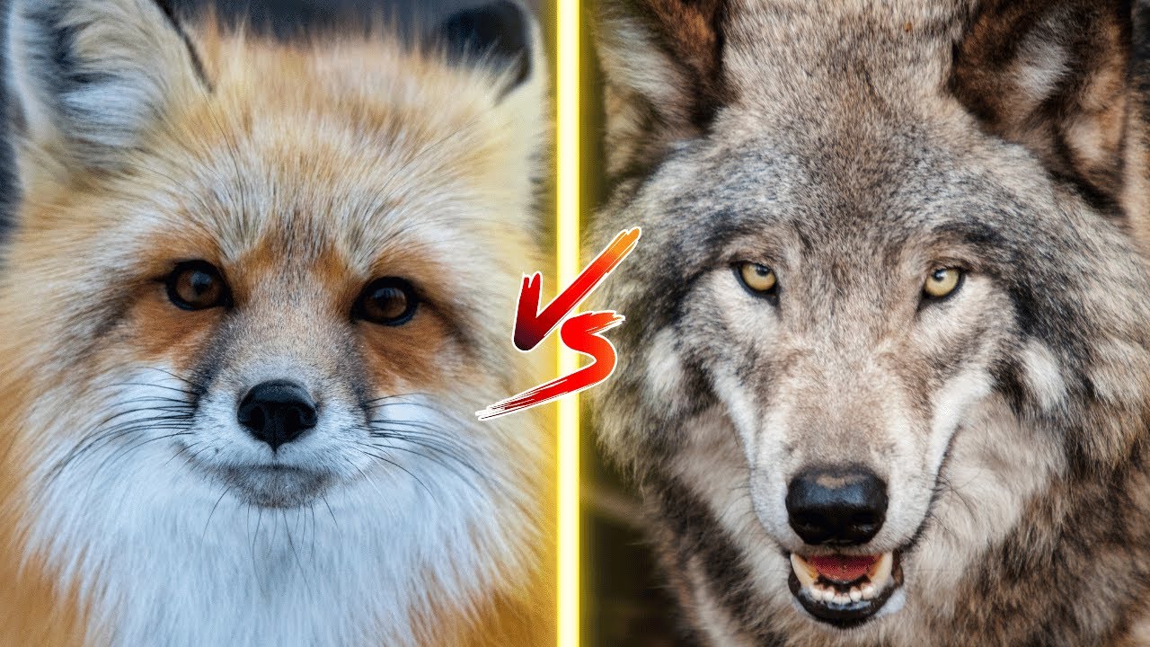 Fox vs Wolf - A Short Comparison - YouTube