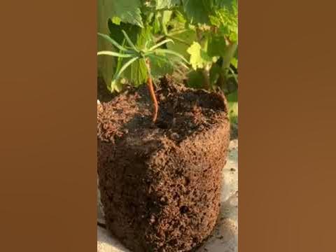 SIBERIAN CEDAR/ПЕРЕСАДКА КЕДРА СИБИРСКОГО МЕТОДОМ ПЕРЕВАЛКИ /КЕДРОВЫЕ ...