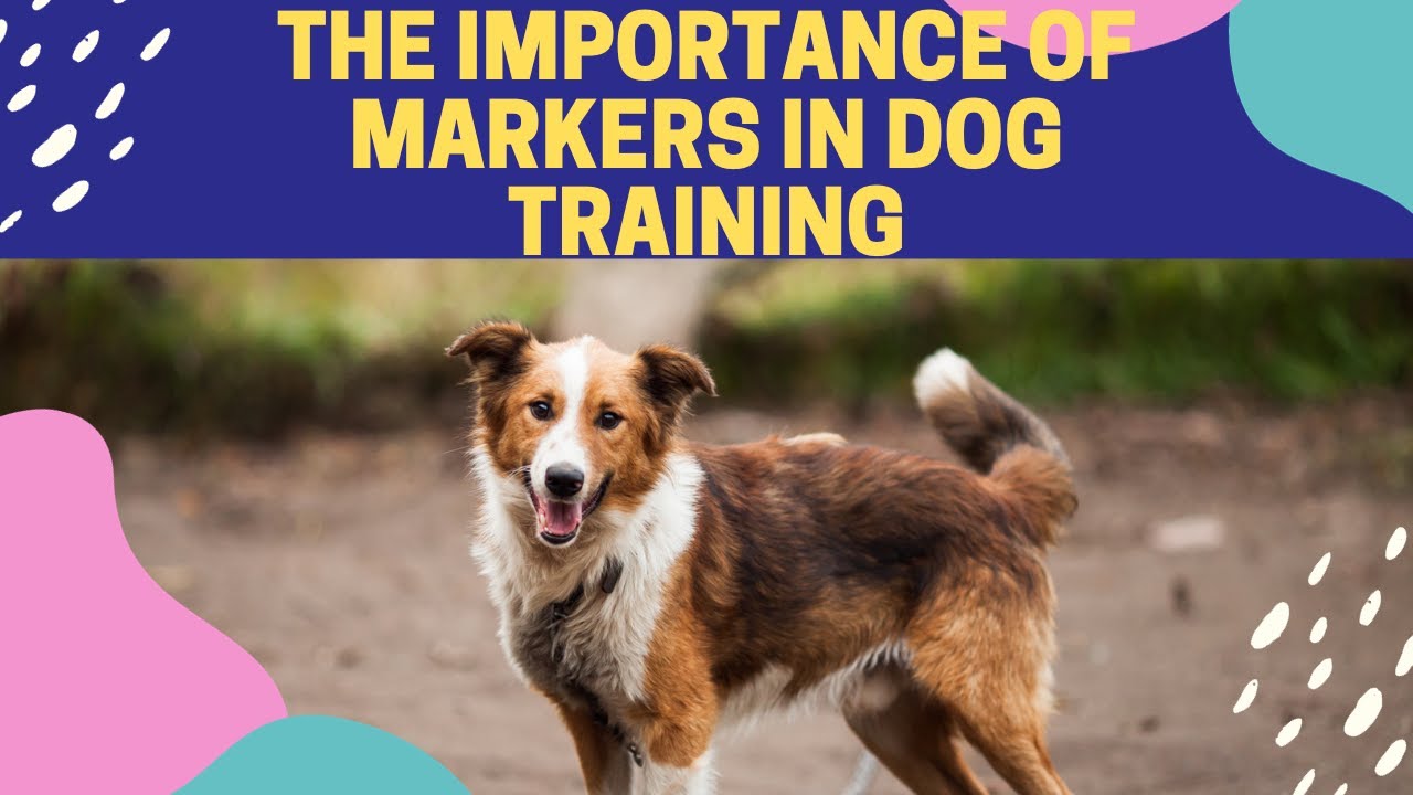 The importance of markers in dog training - YouTube