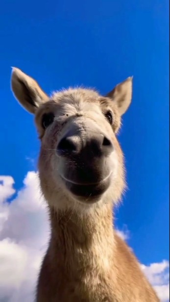 donkey reaction on baby behavior 😂 - YouTube