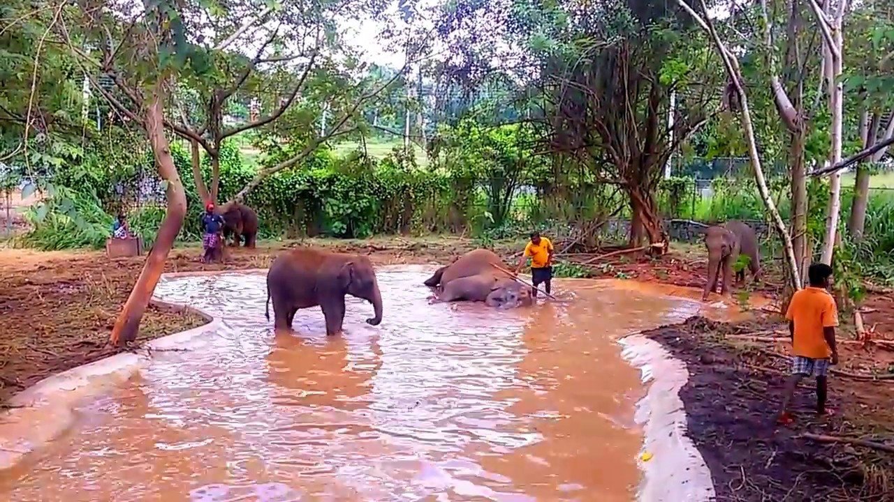 Pinnawala Zoo - An Elephant Bath - YouTube