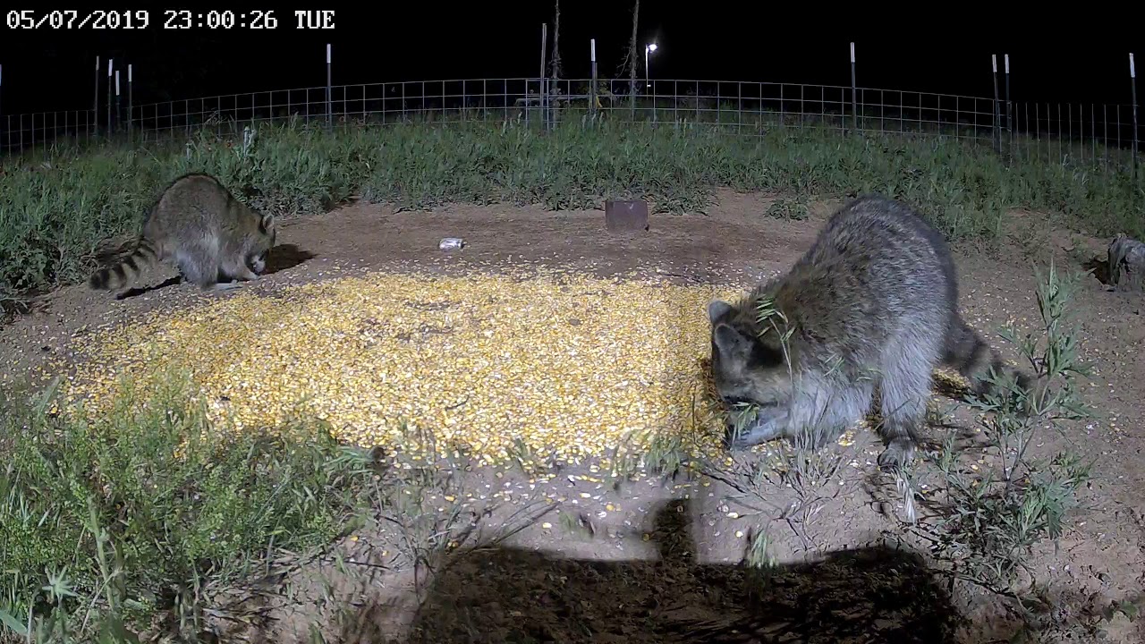 Raccoons On Camera 5-07-19 (Wildlife Pen 1) - YouTube