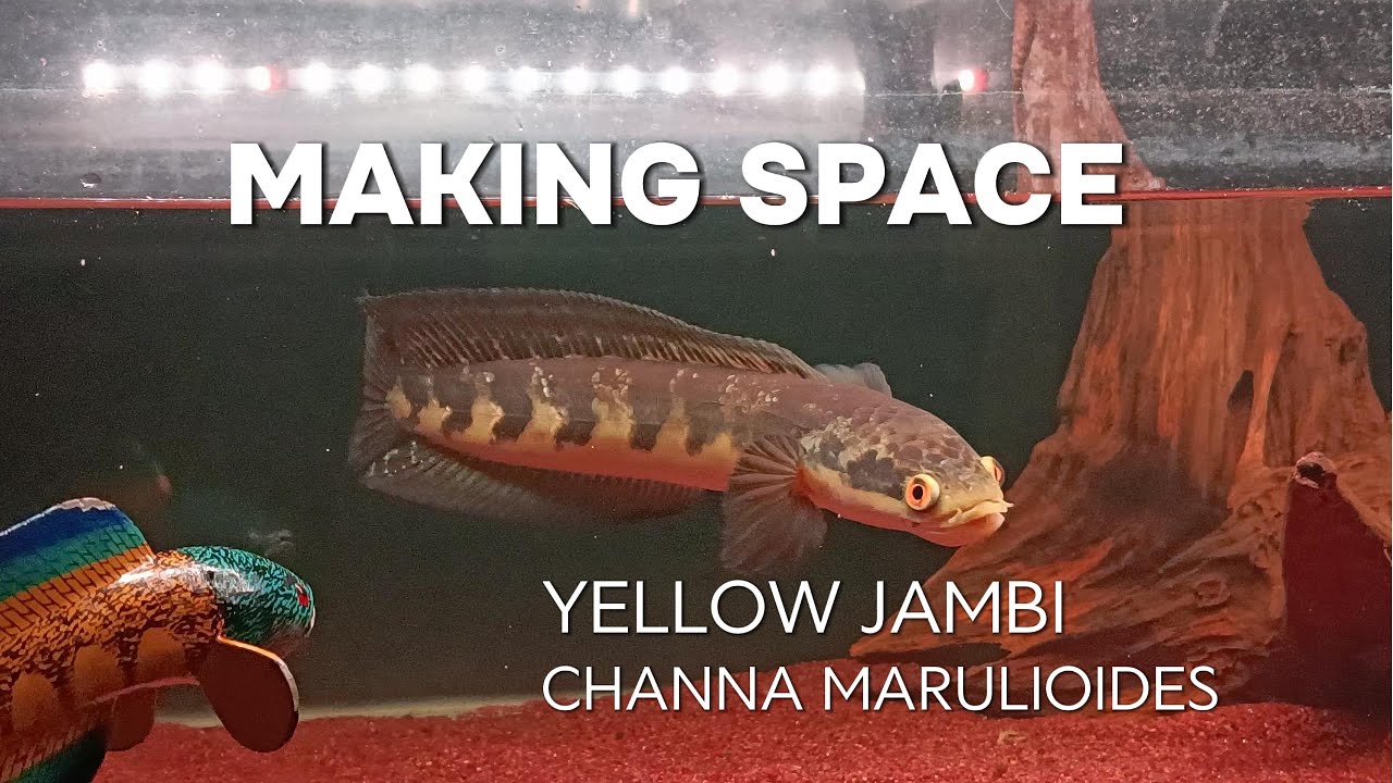 Saying goodbye to my Channa Marulioides Red Barito after 1 year of ...