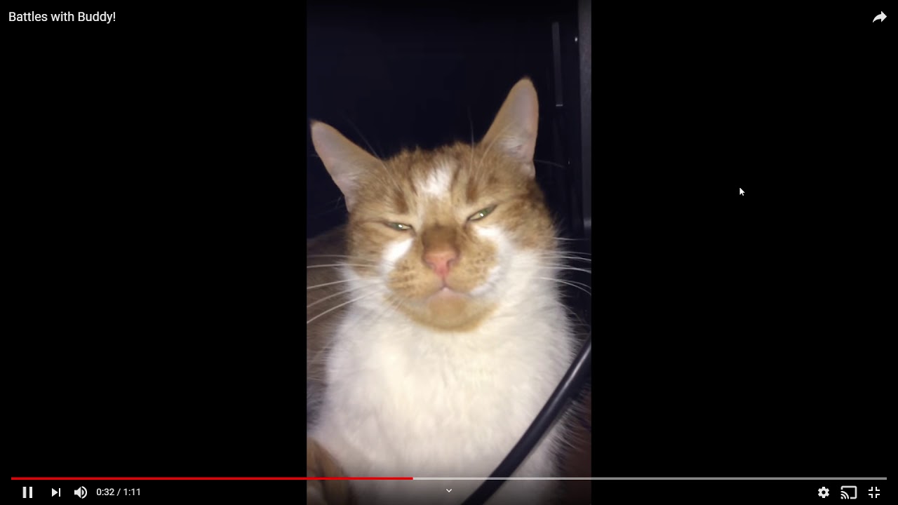 Battles with Buddy, eye of the cat! - YouTube