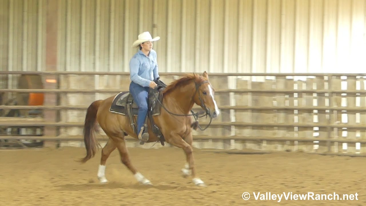 Mr Pepto Sassy Cat - trot, lope, stops! - ValleyViewRanch.net - YouTube