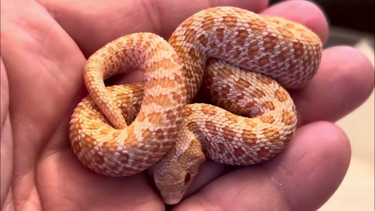 My 5 Western hognose snakes:size comparison - YouTube