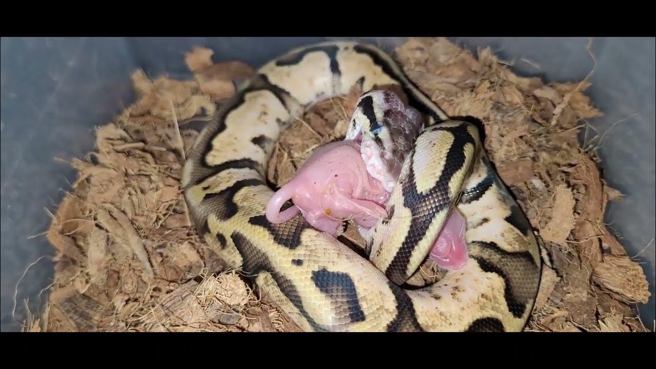 Crazy Python Pounds A Pink Pup / Warning Python Live Feeding - YouTube