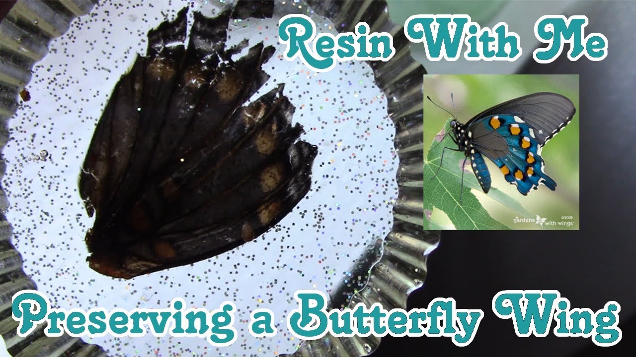 Watch Me Resin! Preserving a Butterfly Wing (Pipevine Swallowtail ...