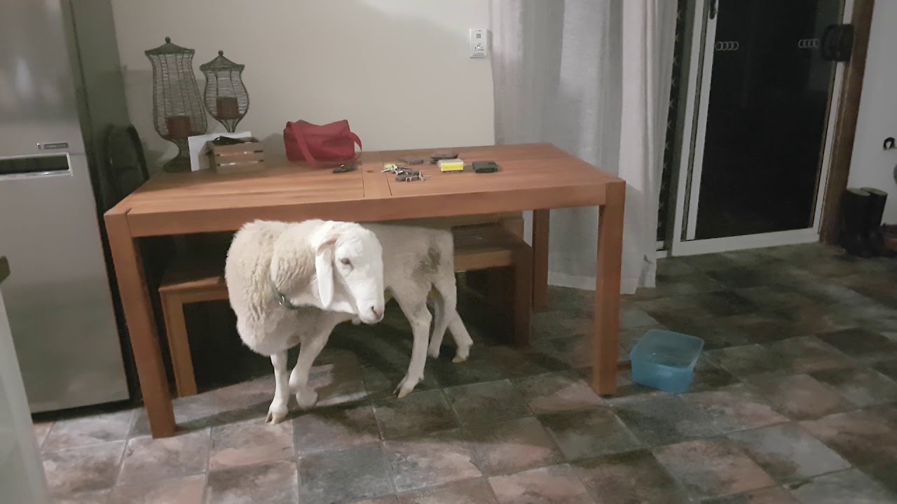 Sheep vs Dinning Table - YouTube