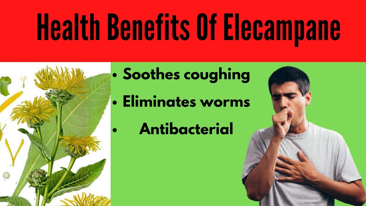 Elecampane: Health Benefits - YouTube
