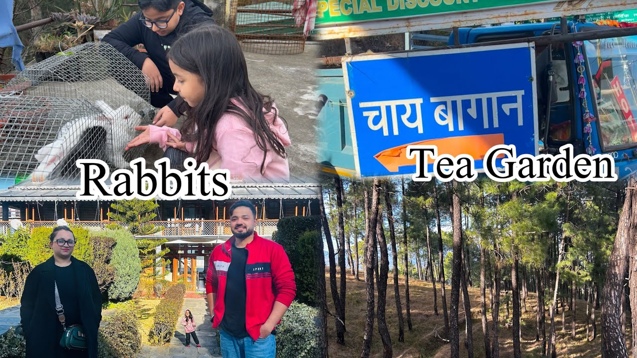 Kausani Tea 🫖 Garden 🪴 || factory mei kaise bante hai chai || Rabbit 🐰 ...