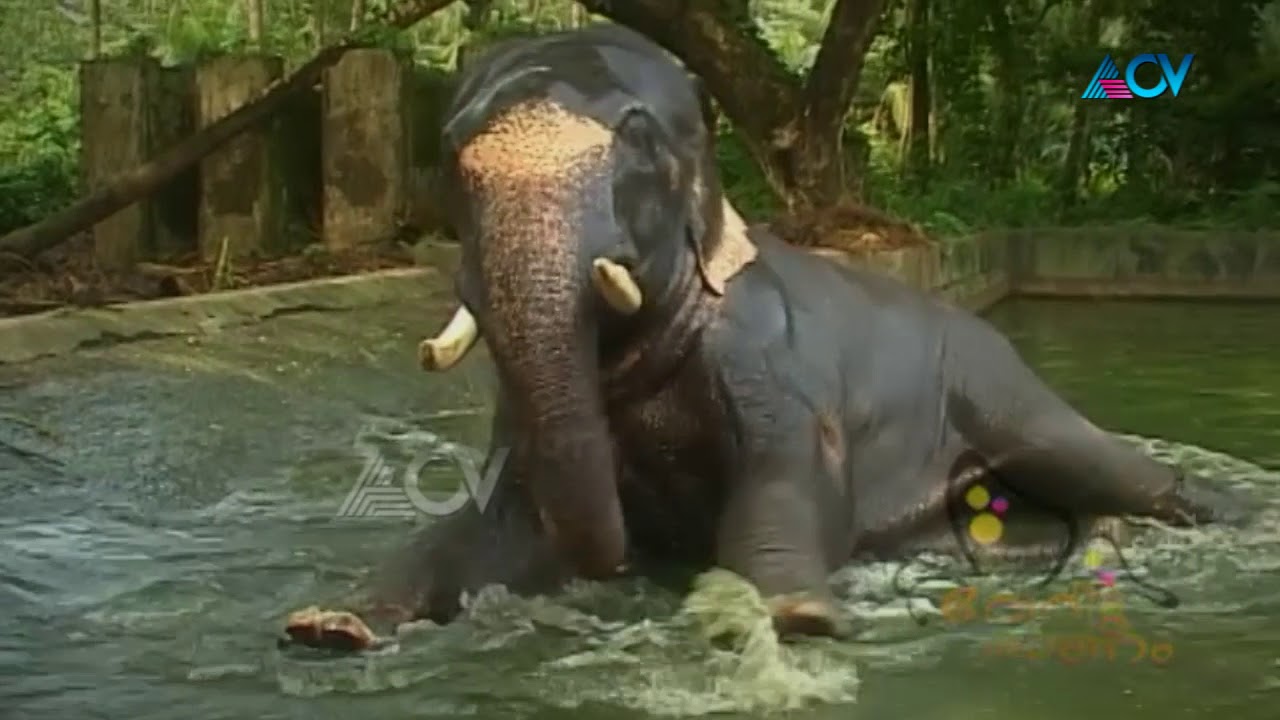 VERITTA ONAM GURUVAYUR PUNNATHOOR ANATHAVALAM ONAM SPECIAL EPISODE 1 ...