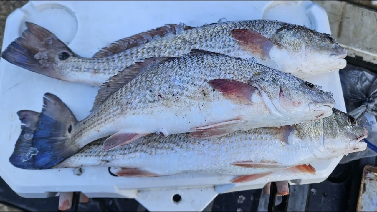 How Cold is Too Cold for Red Fish? - YouTube