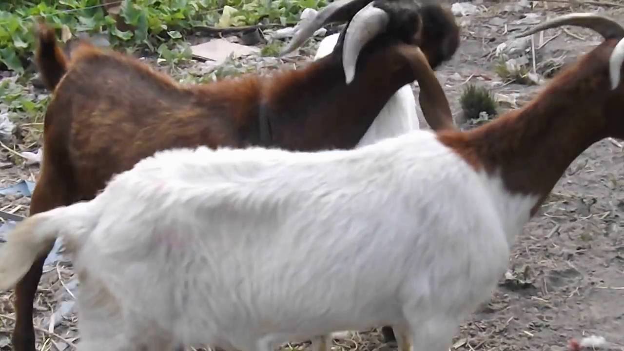 Boer Goats CIDR PG600 Heat VIDEO 5/5 June 2016 - YouTube