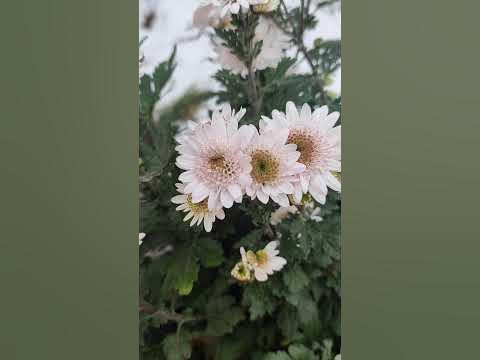 Хризантема Корейская "Медея" - YouTube