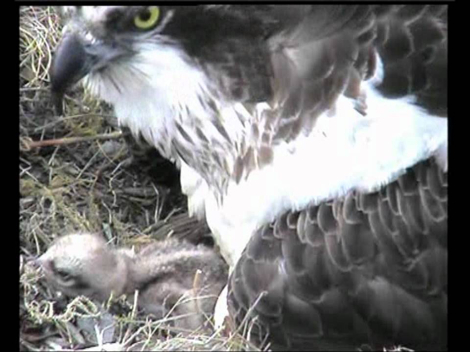 chick falling over - YouTube