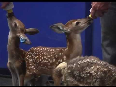 Cloned Deer - YouTube