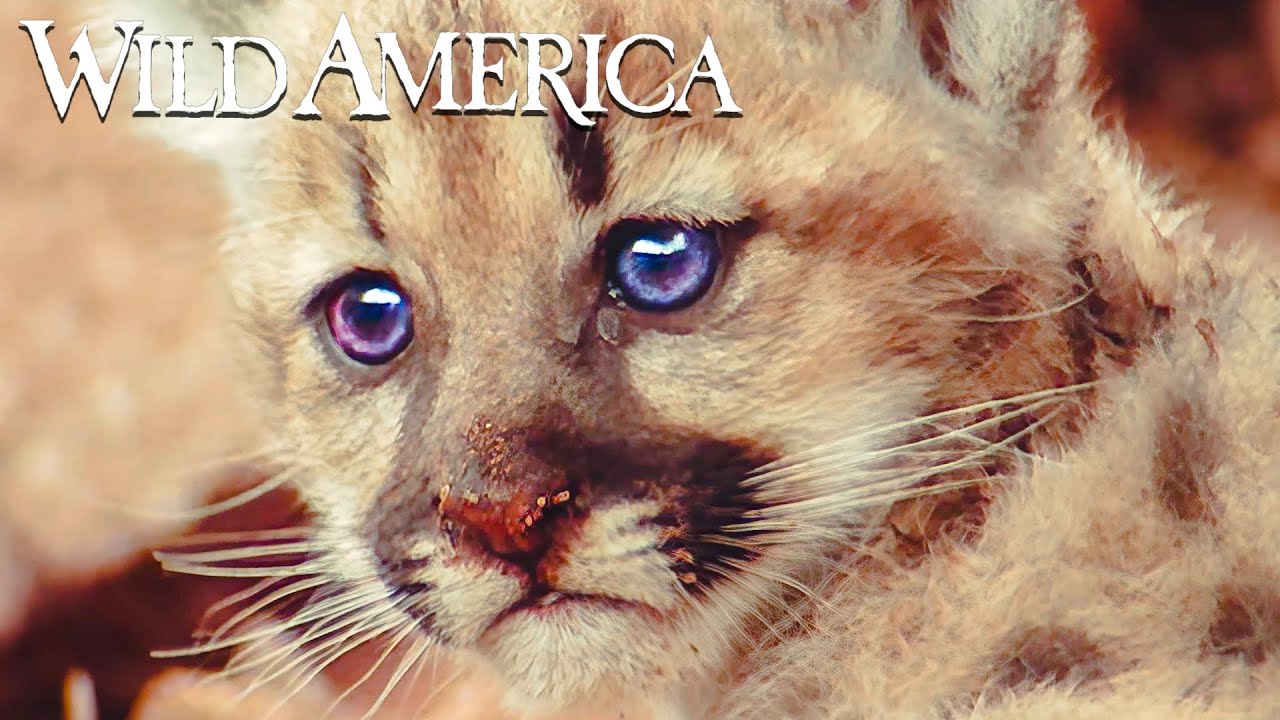 Wild America | S5 E1 Beautiful Blues | Full Episode HD - YouTube