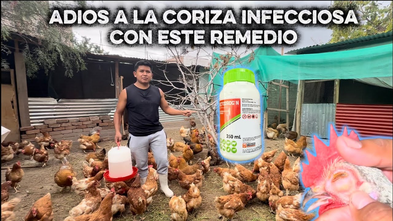 El Mejor Tratamiento CONTRA la CORIZA INFECCIOSA - YouTube