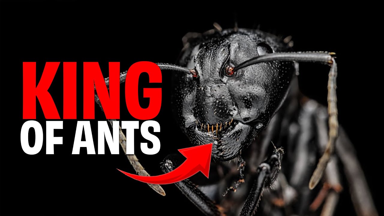The Secret Life of Ants: How a Tiny Insect Rules the World 🐜🎥 - YouTube