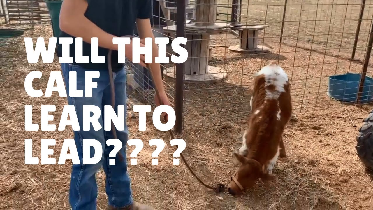 WILL THIS CALF LEARN TO LEAD | HOW TO TEACH A CALF TO LEAD! - YouTube