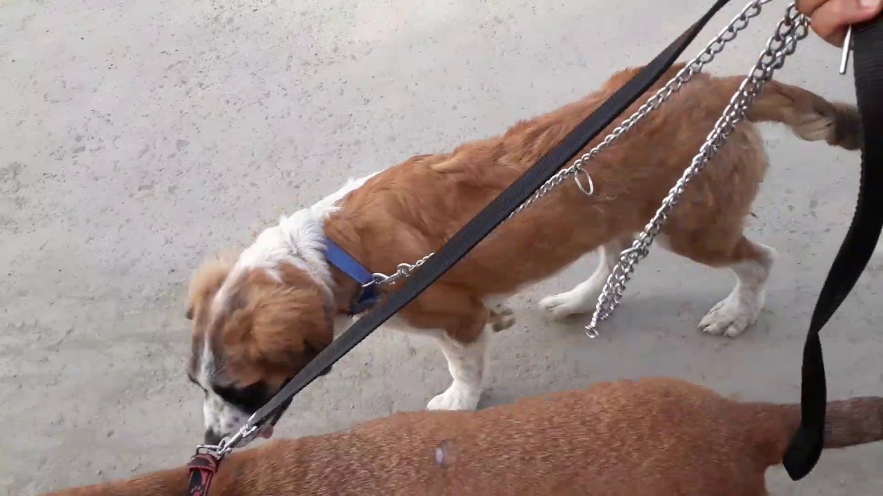 4 month old saint Bernard (boxer) morning walking with great dane mix ...