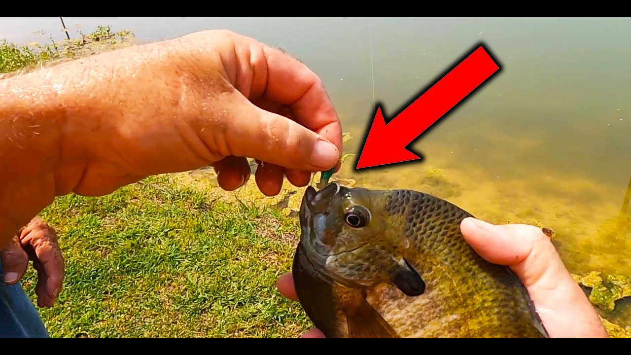 Fishing Baits that Giant Bluegill Can Not Resist ! ! ! - YouTube