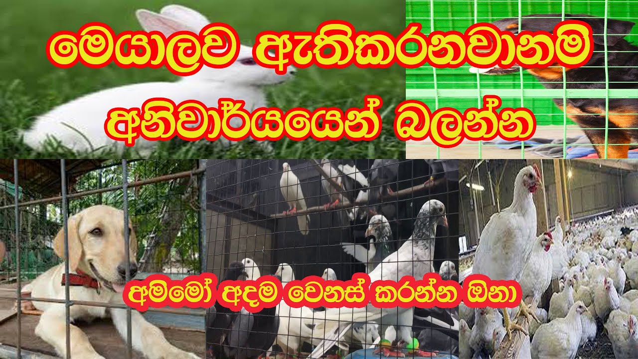 ඔබෙ නිවසෙත් මේ අය ඉන්නවද,දන්නවනම් මේ විදියට හදන්නෙ නෑ,vasthu dosha,weda ...