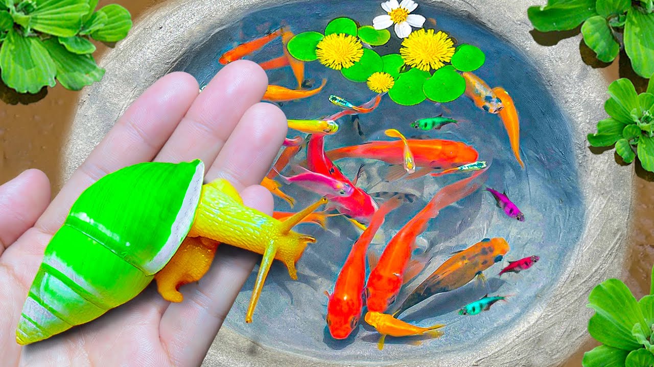 Amazing Catch Colorful Tiny Ornamental Snails, Striped Horse Fish, Koi ...