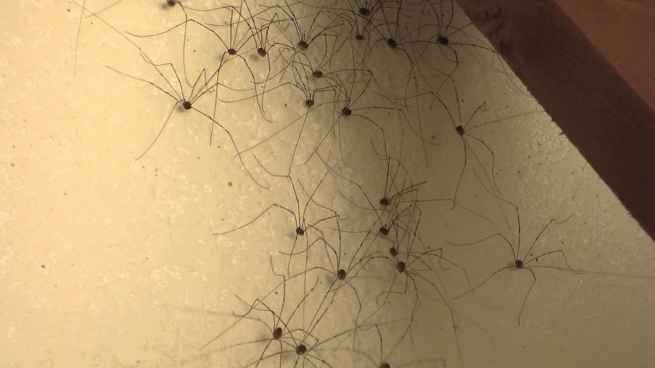 Jerry Sn3 Wilson Strange but true! Dancing Daddy Long Leg spiders part ...