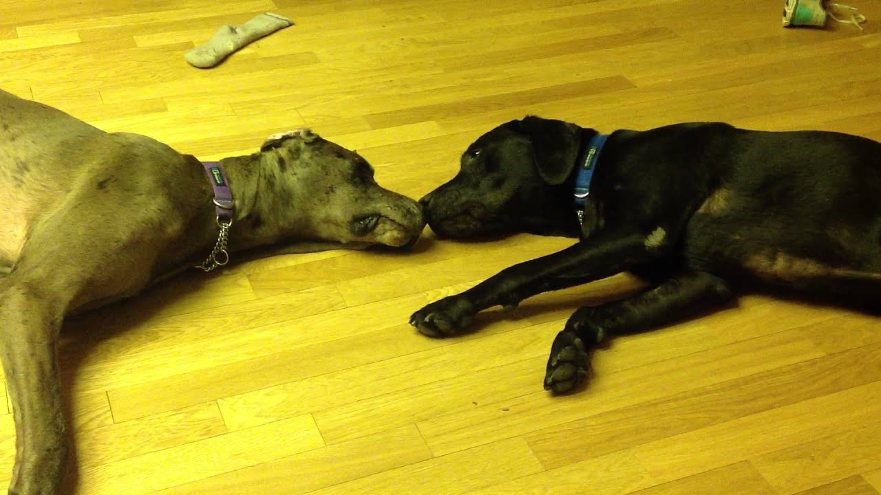 Sami and Léa kissing - YouTube