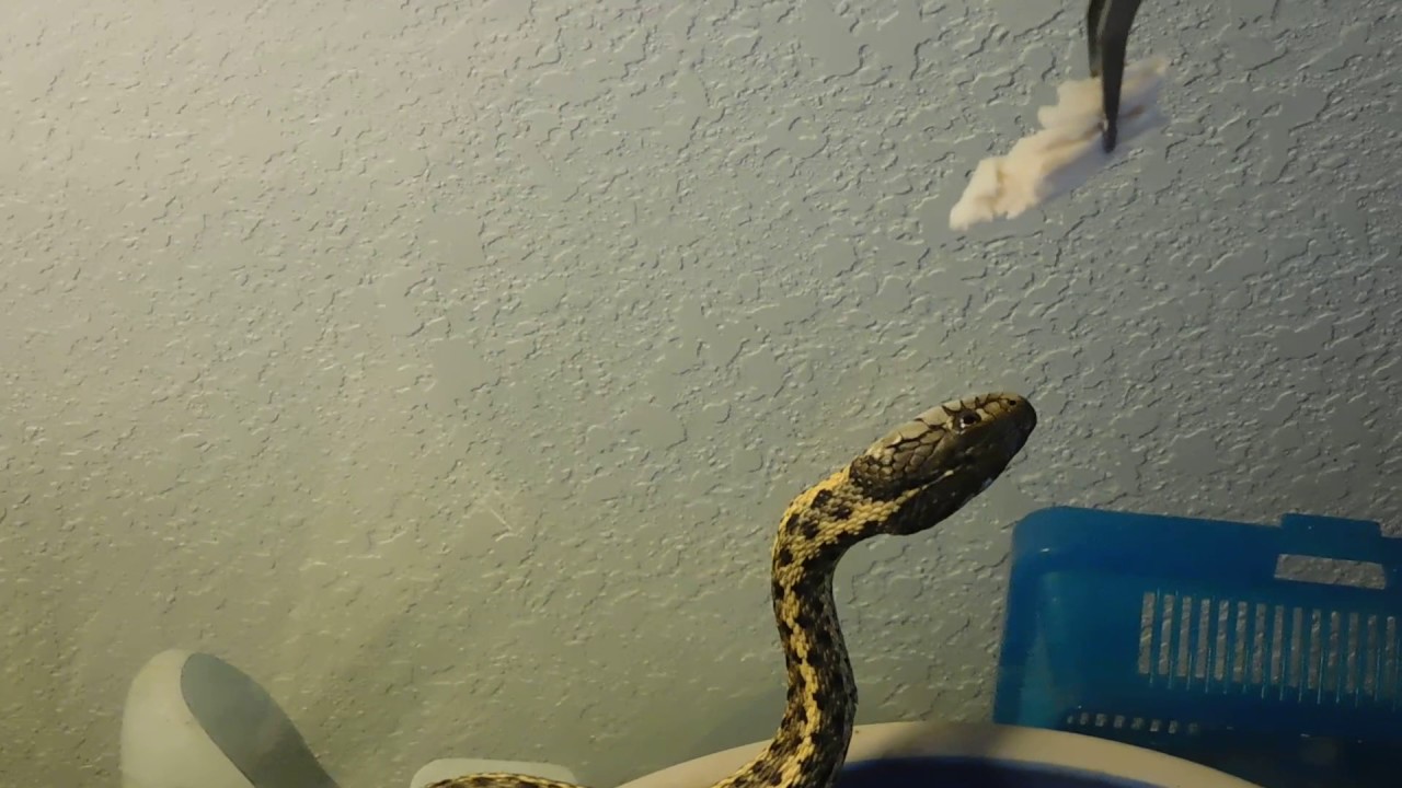 Snake eats chicken. - YouTube