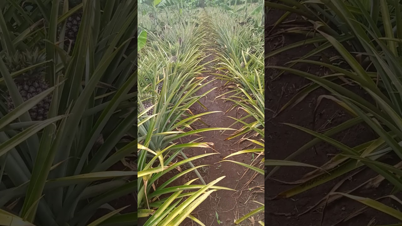 Pineapple farming one of our farms in kayunga district - YouTube