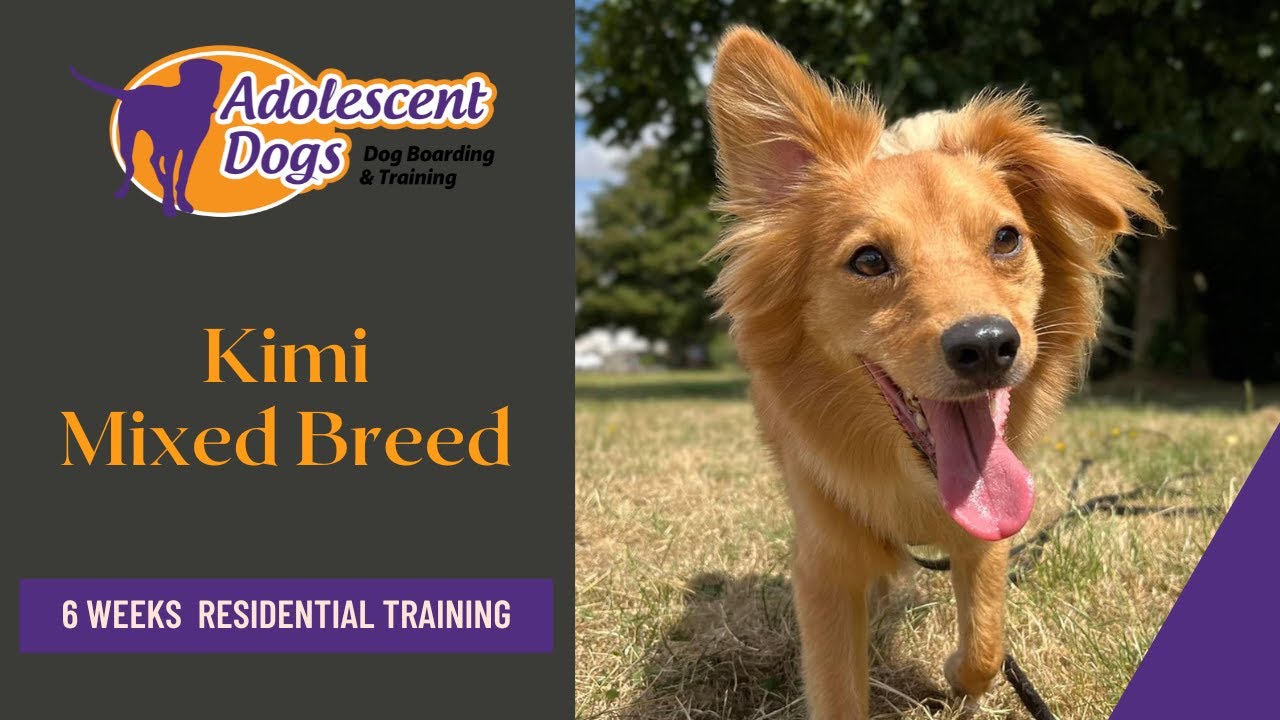 Kimi the Mixed Breed - 6 Weeks Residential Dog Training - YouTube