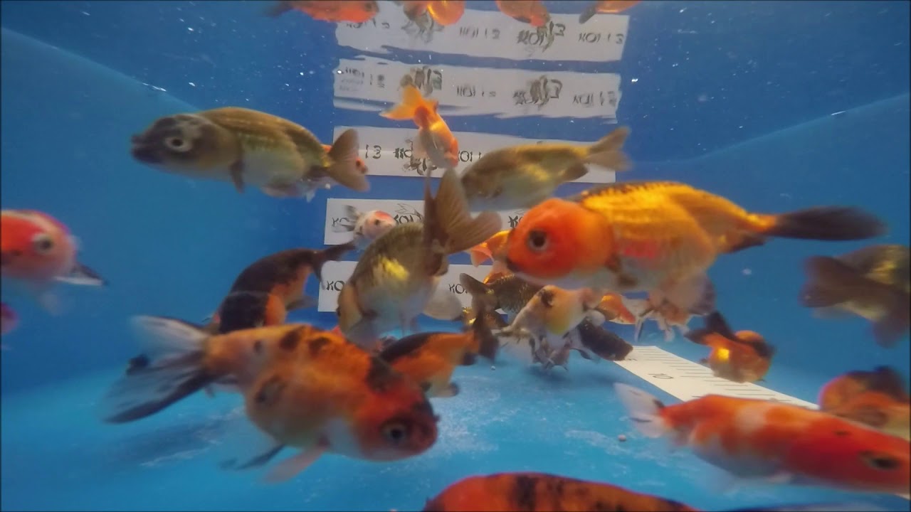 KOI 13 -- Mini Ranchu -- Video 5/2020 - YouTube