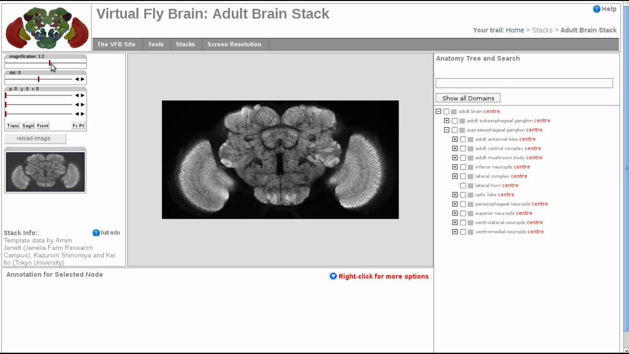 Virtual Fly Brain Tutorial#1: 3D Viewer - YouTube