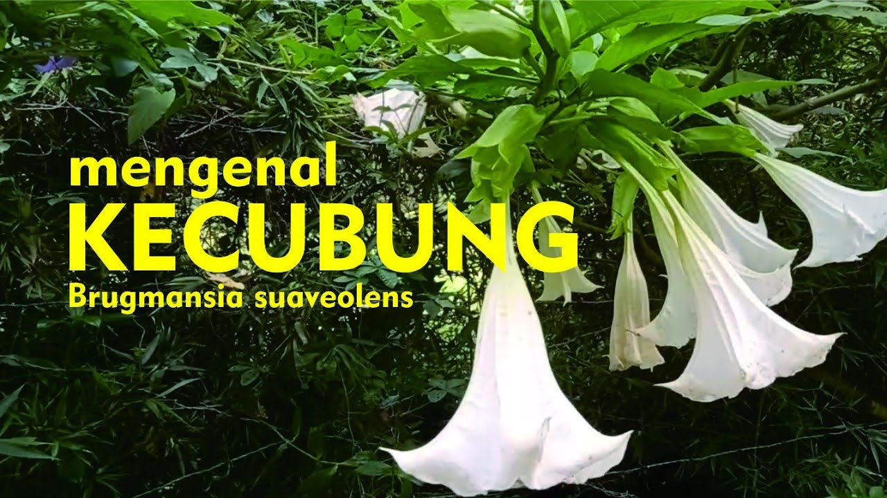 mengenal kecubung hutan / bunga terompet / brugmansia suaveolens - YouTube