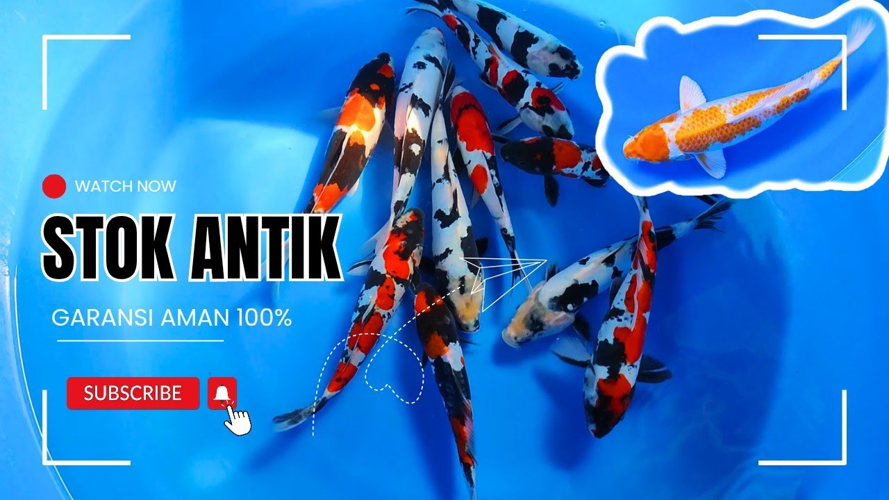 ‼️Extra time‼️ Rivew Stok ikan antik untuk pelengkap kolam🥰 - YouTube