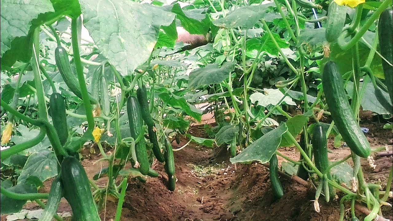 BALLISTIC F1 BODRING NAVI #огурцывтеплице #bodring #issiqxona # ...